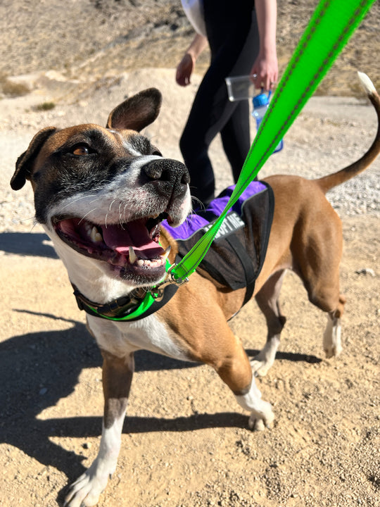 Loopit Safety Leash