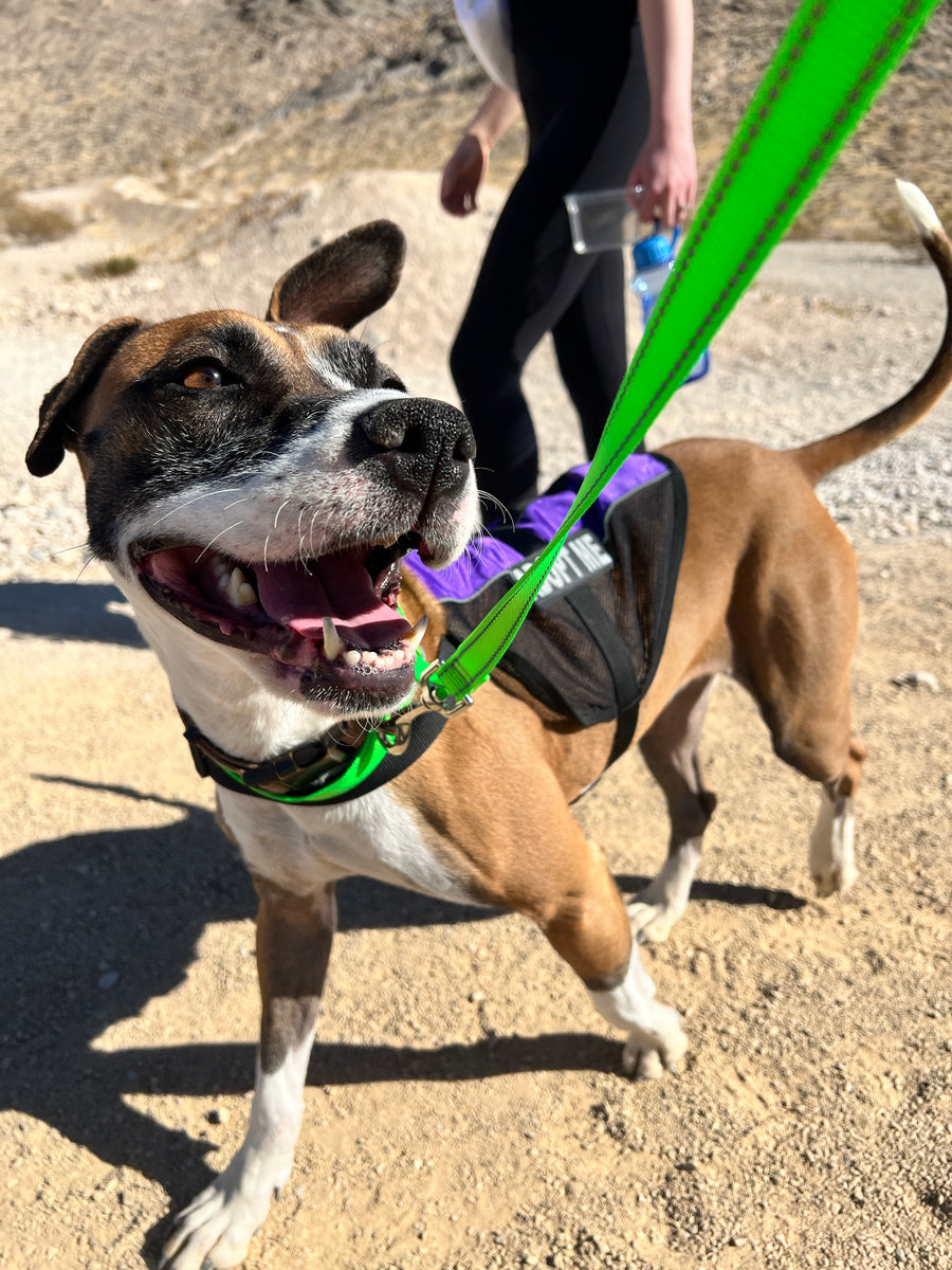 Loopit Safety Leash