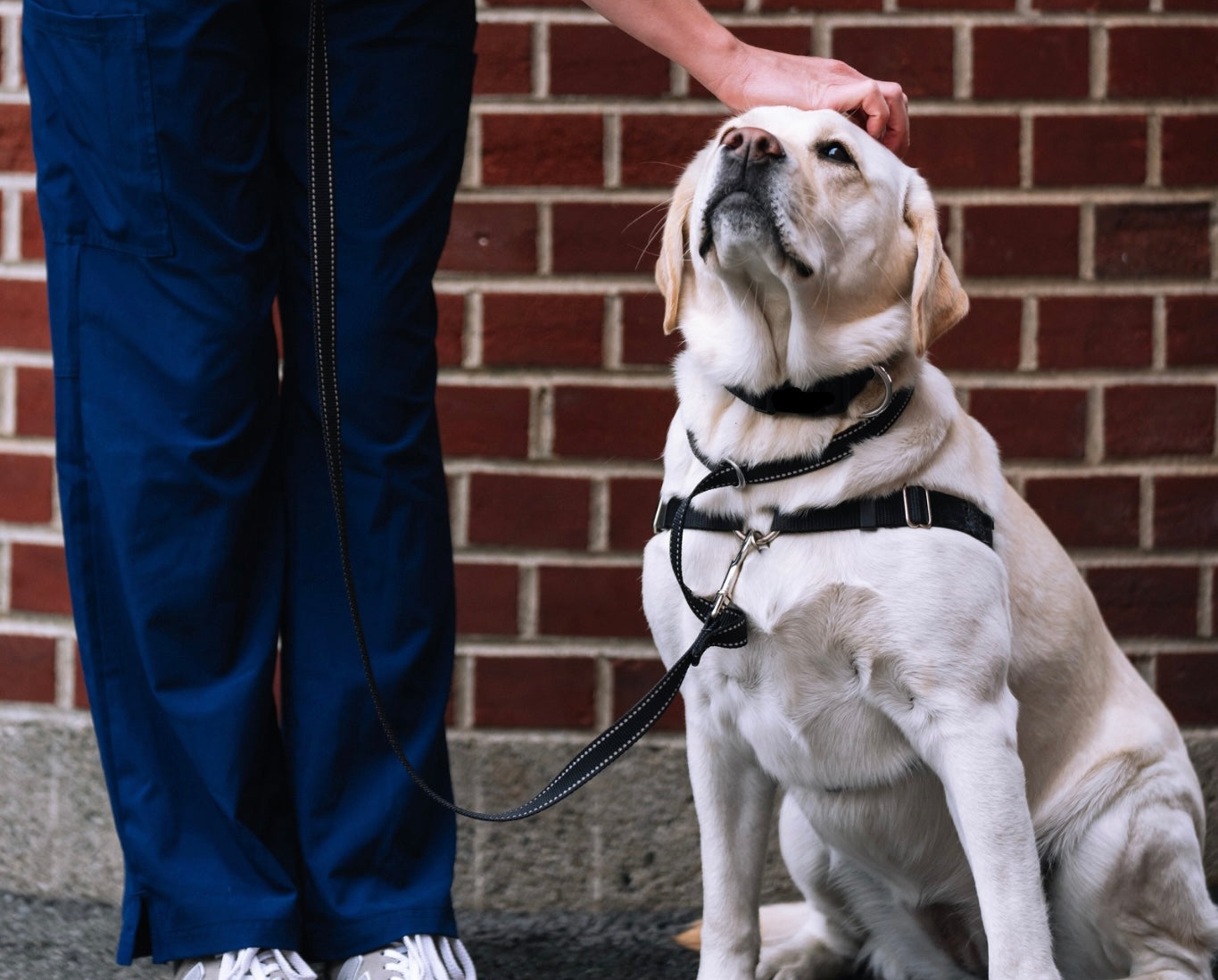 The Loopit Safety Leash – Built-In Slip Lead to Help Prevent Escapes