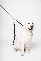 Loopit Safety Leash